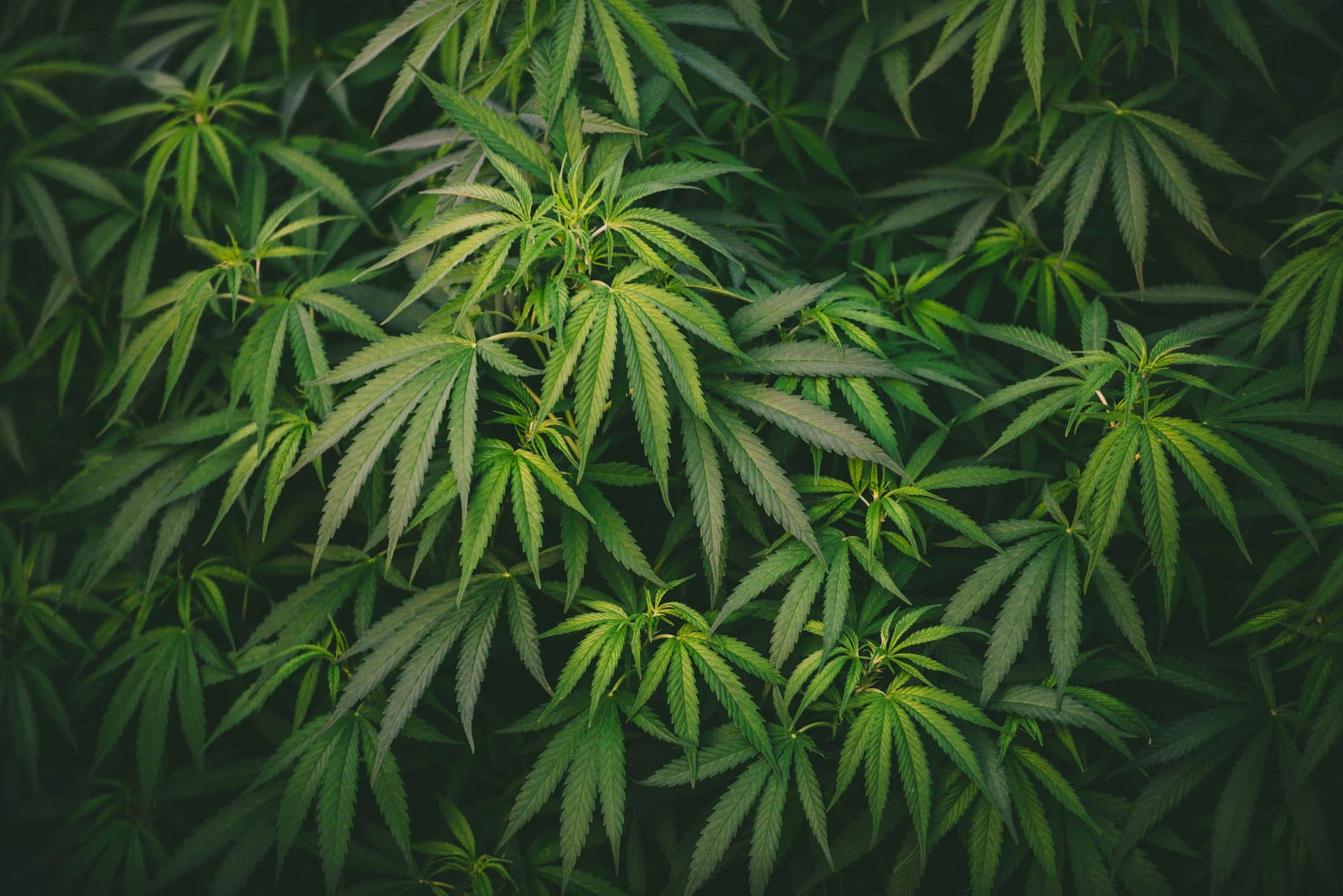 10 Hemp Facts You Didn't Know: Discover Hemp's Amazing Uses